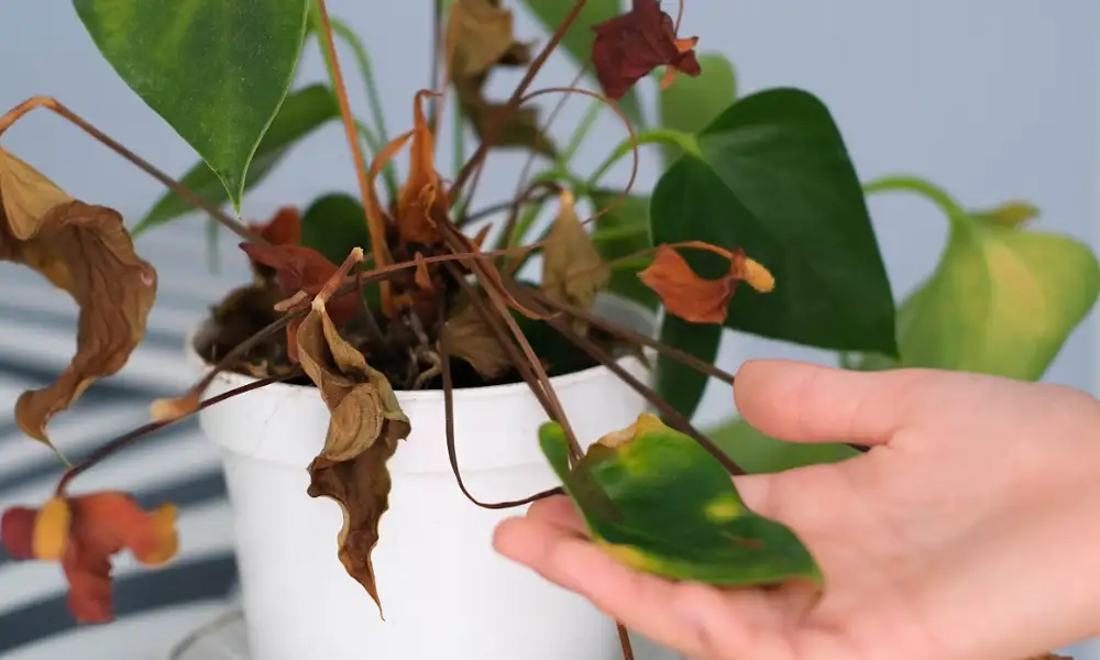 Escola Cultivando – Plantar com Saber, Cuidar com Ciência